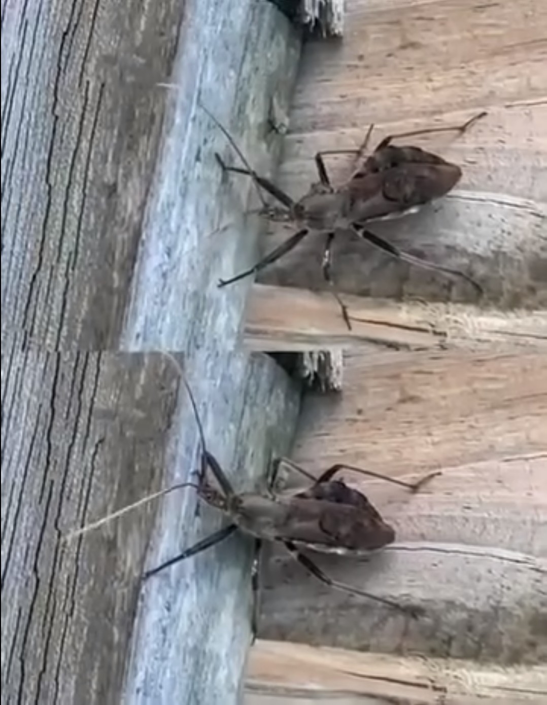 Kissing Bugs: What They Are — and What To Do If You Get Bitten ...